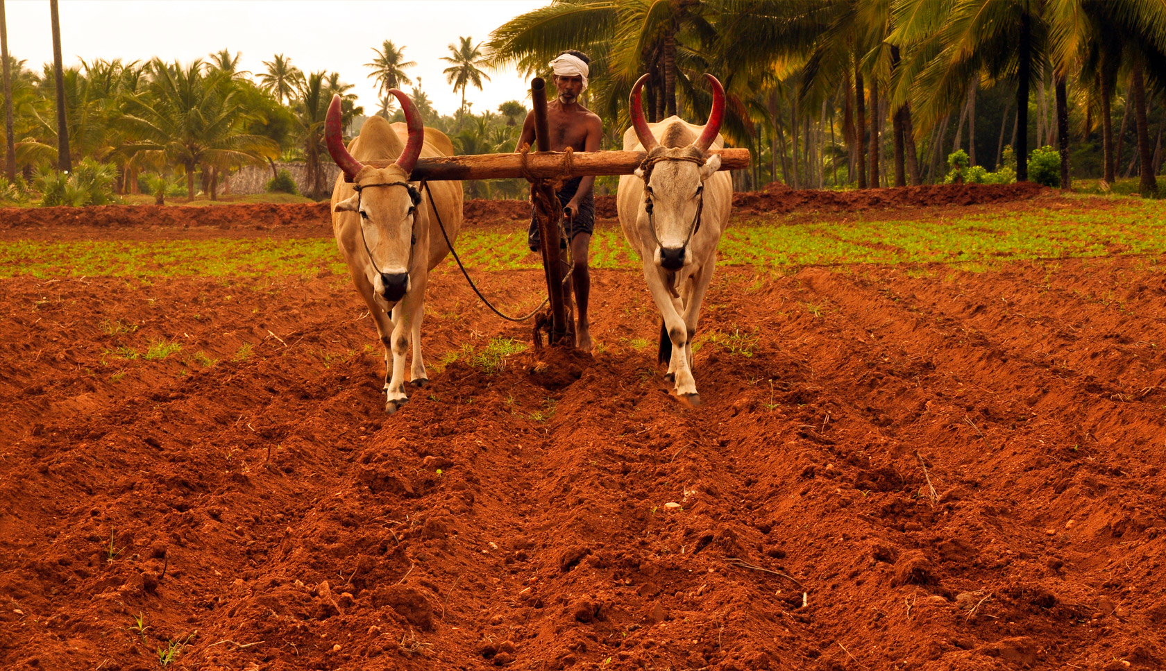 Farmstay in Palakkad